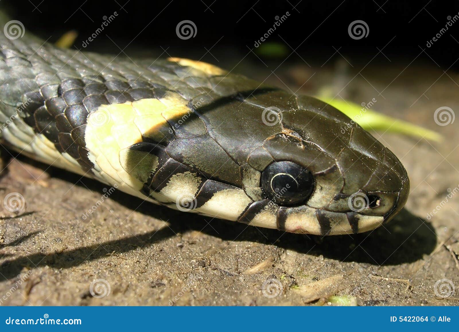 Gras-slang stock foto. Image of koude, reptiel, niet, giftig - 5422064