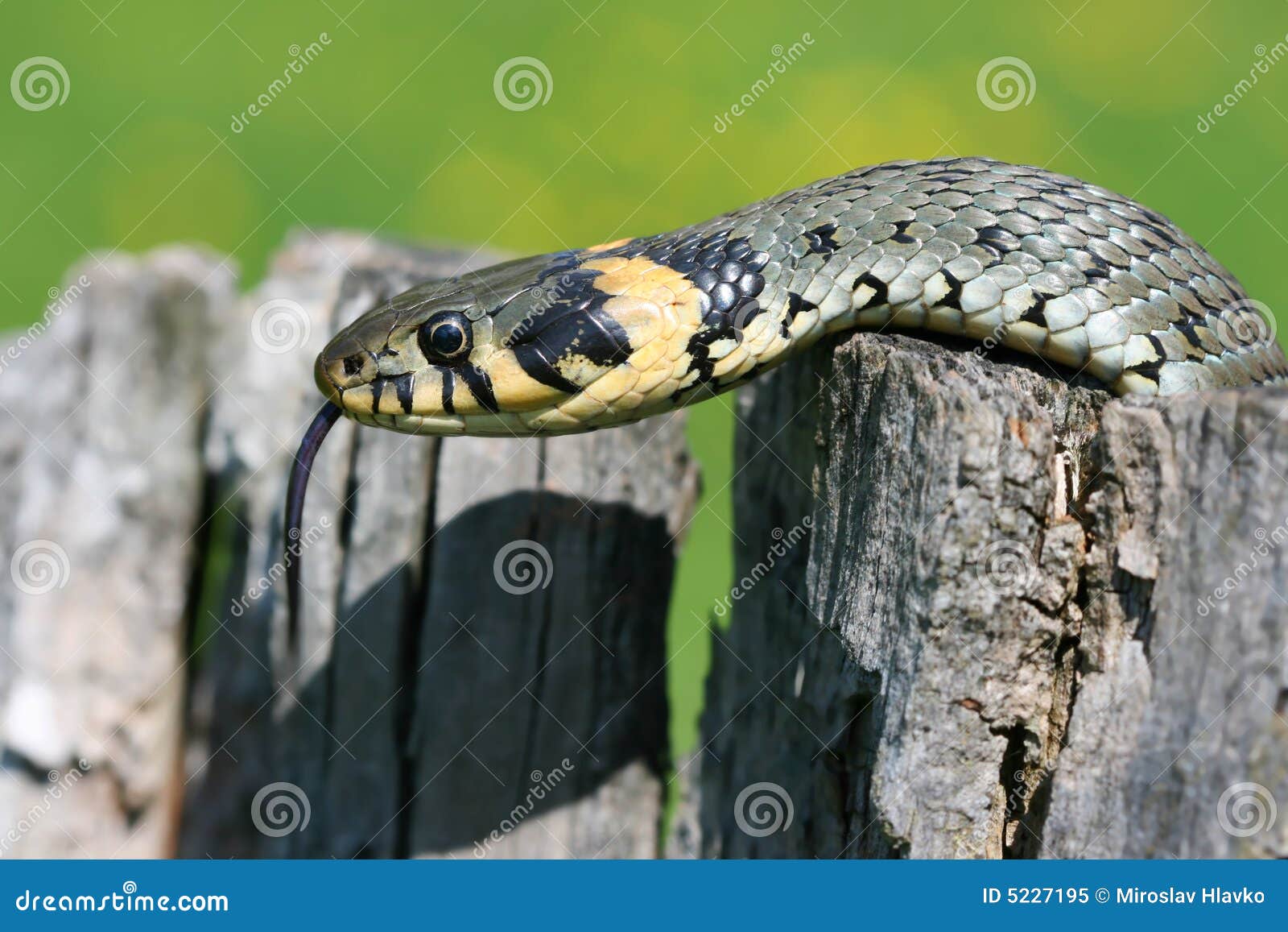 Gras-slang op stomp stock afbeelding. Image of verstuiven - 5227195