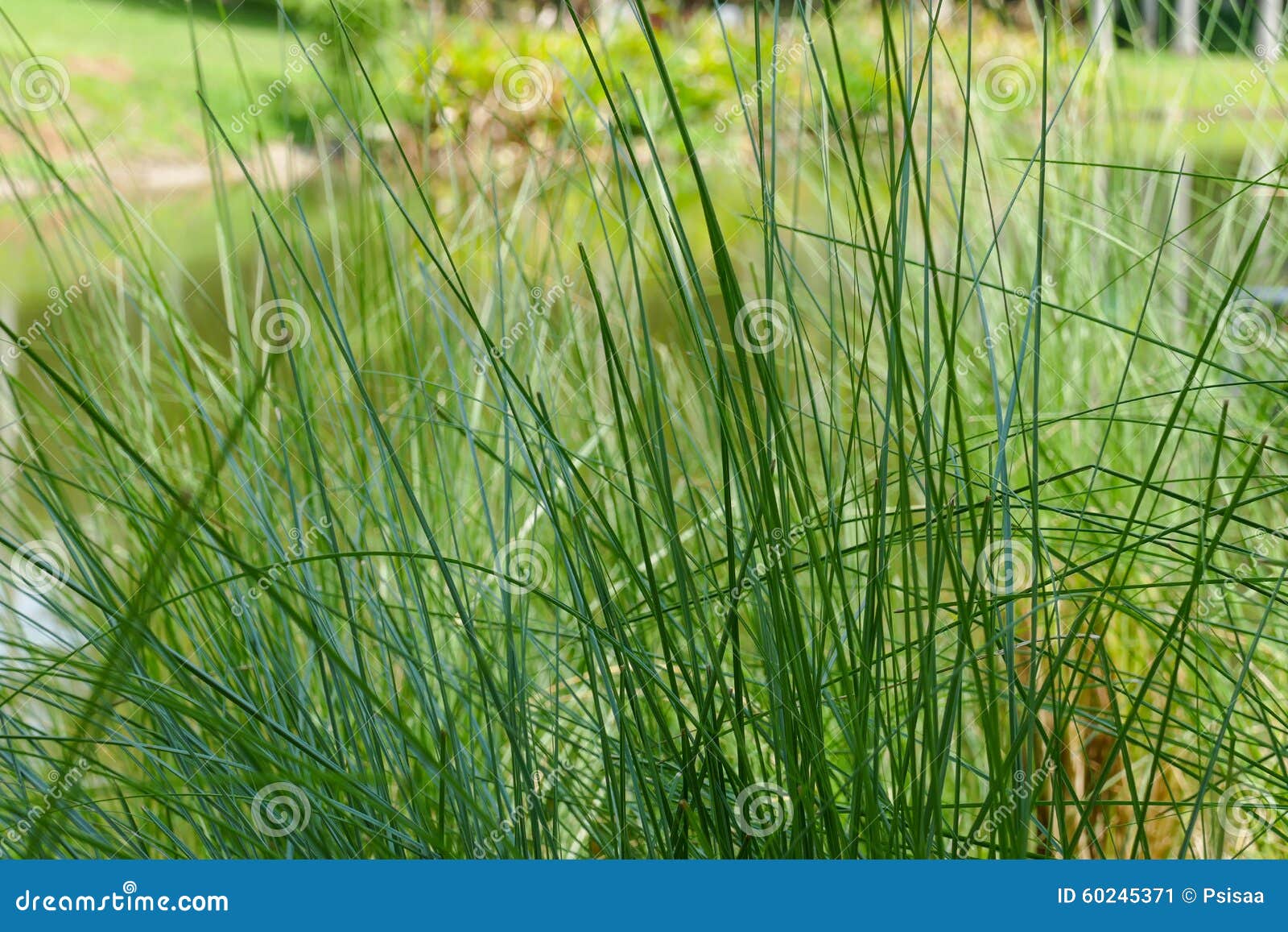 Gras am Ufer des Teichs stockbild. Bild von hintergrund - 60245371