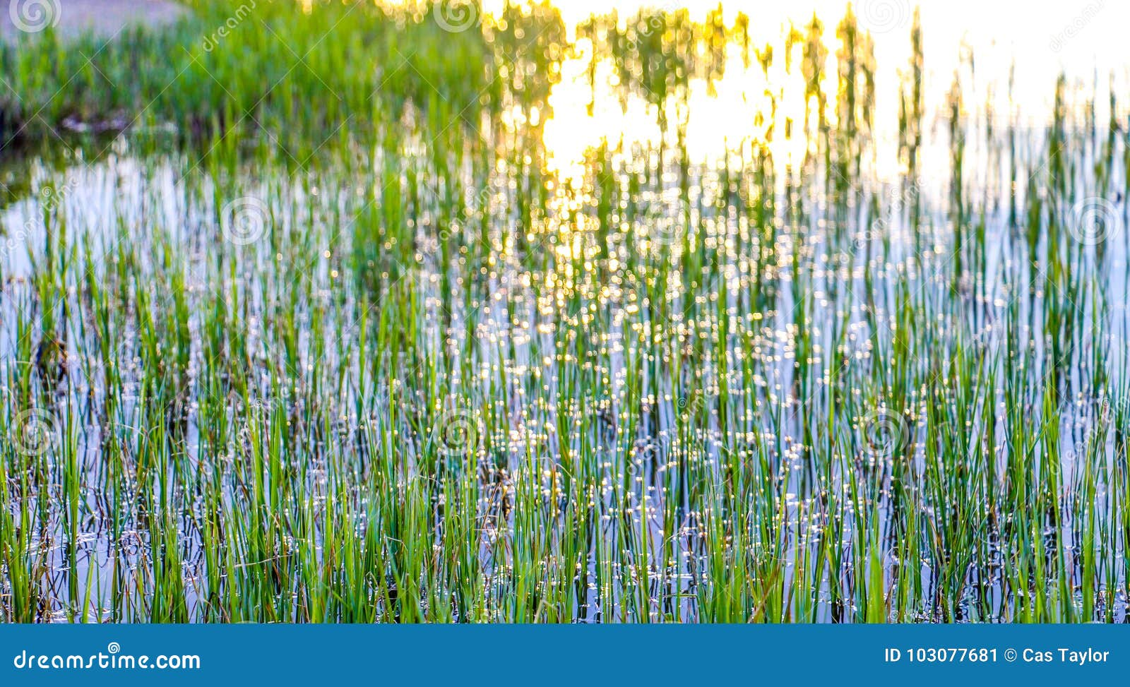 Gras in water 2 stock afbeelding. Image of meer, moeras - 103077681