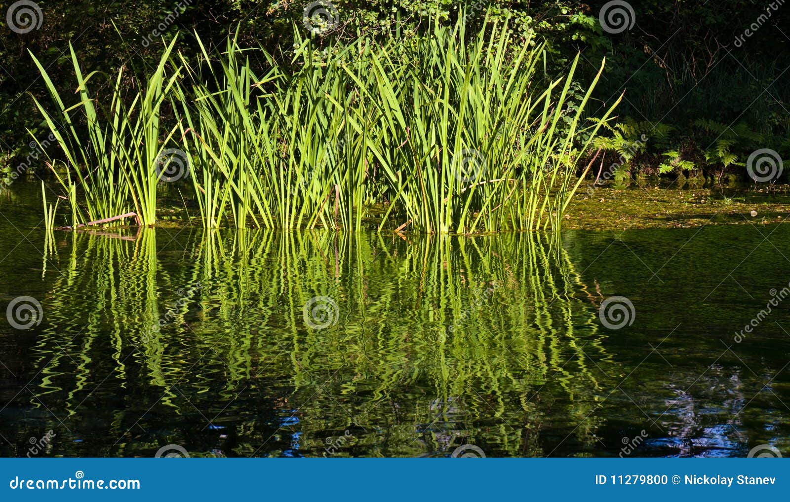 Gras in Water stock foto. Image of blad, vegetatie, installatie - 11279800
