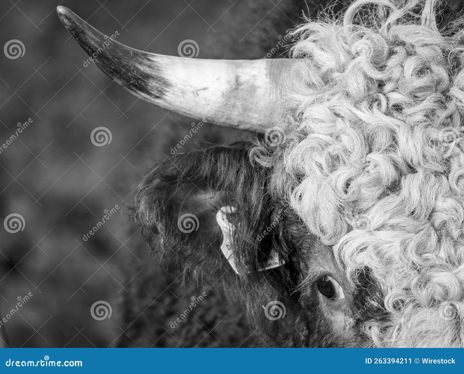 Grascale Shot of a Bull S Head with Sharp Horn Stock Image - Image of ...