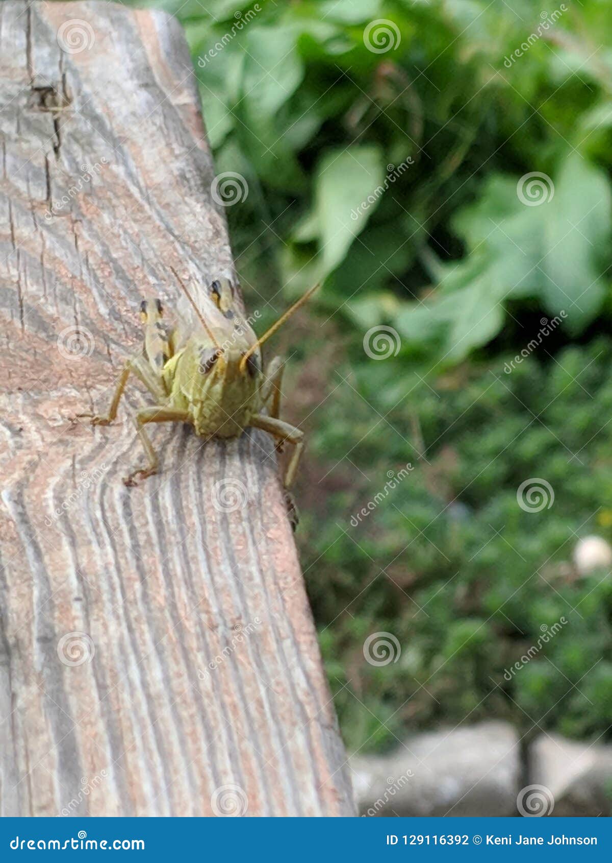 Insect Gradehopper Stock Photos - Free & Royalty-Free Stock Photos from ...