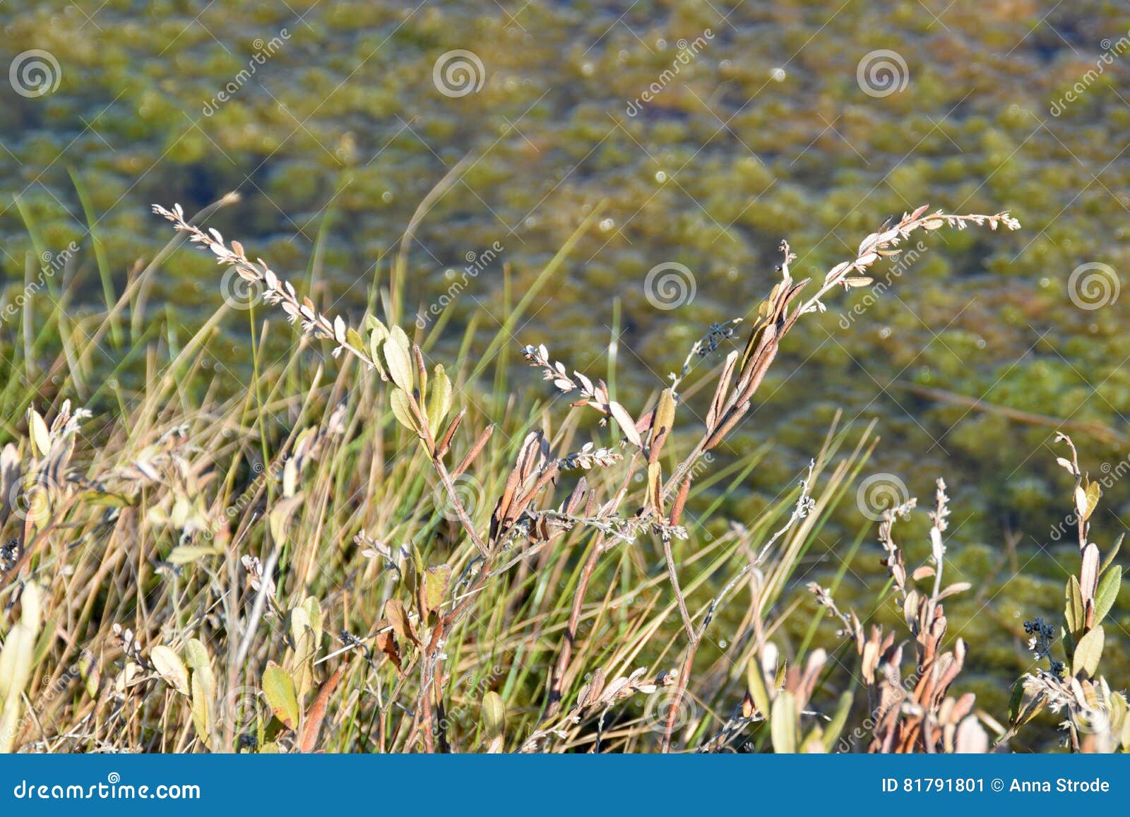 Grases on swamp soil. stock image. Image of branch, color - 81791801