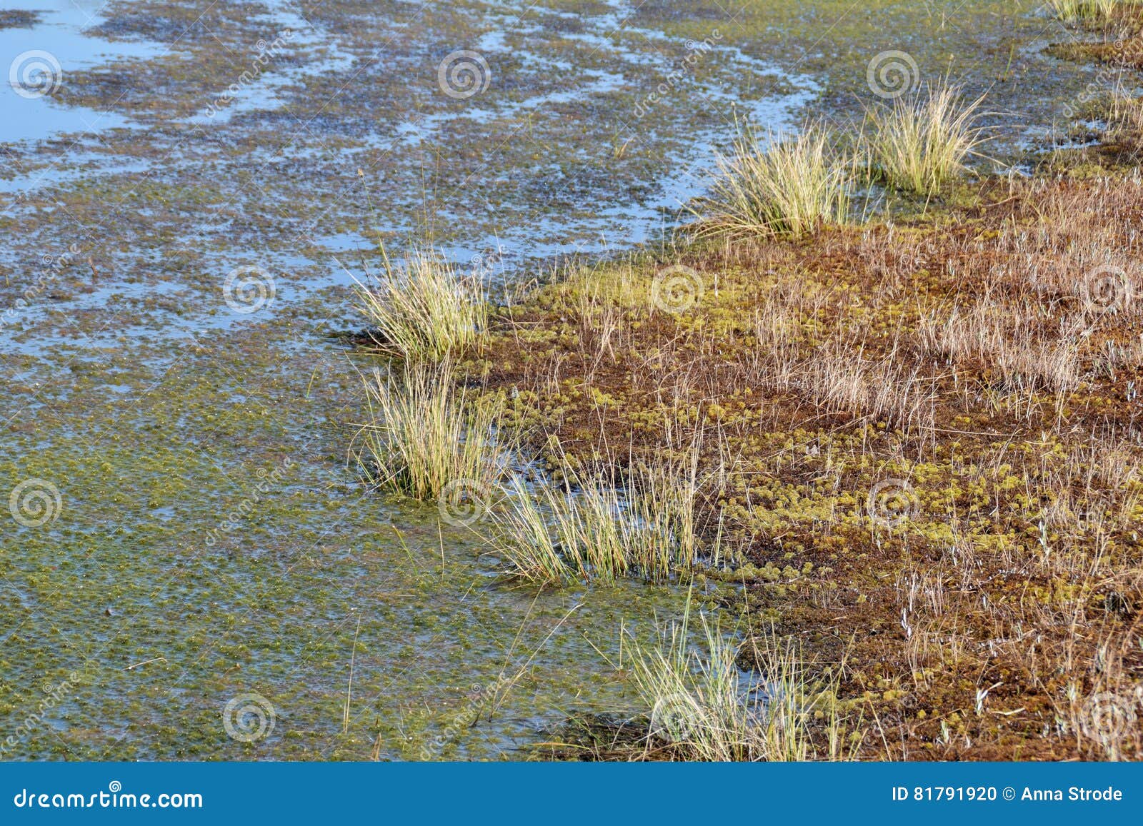 Grases on swamp soil. stock photo. Image of grime, swamp - 81791920