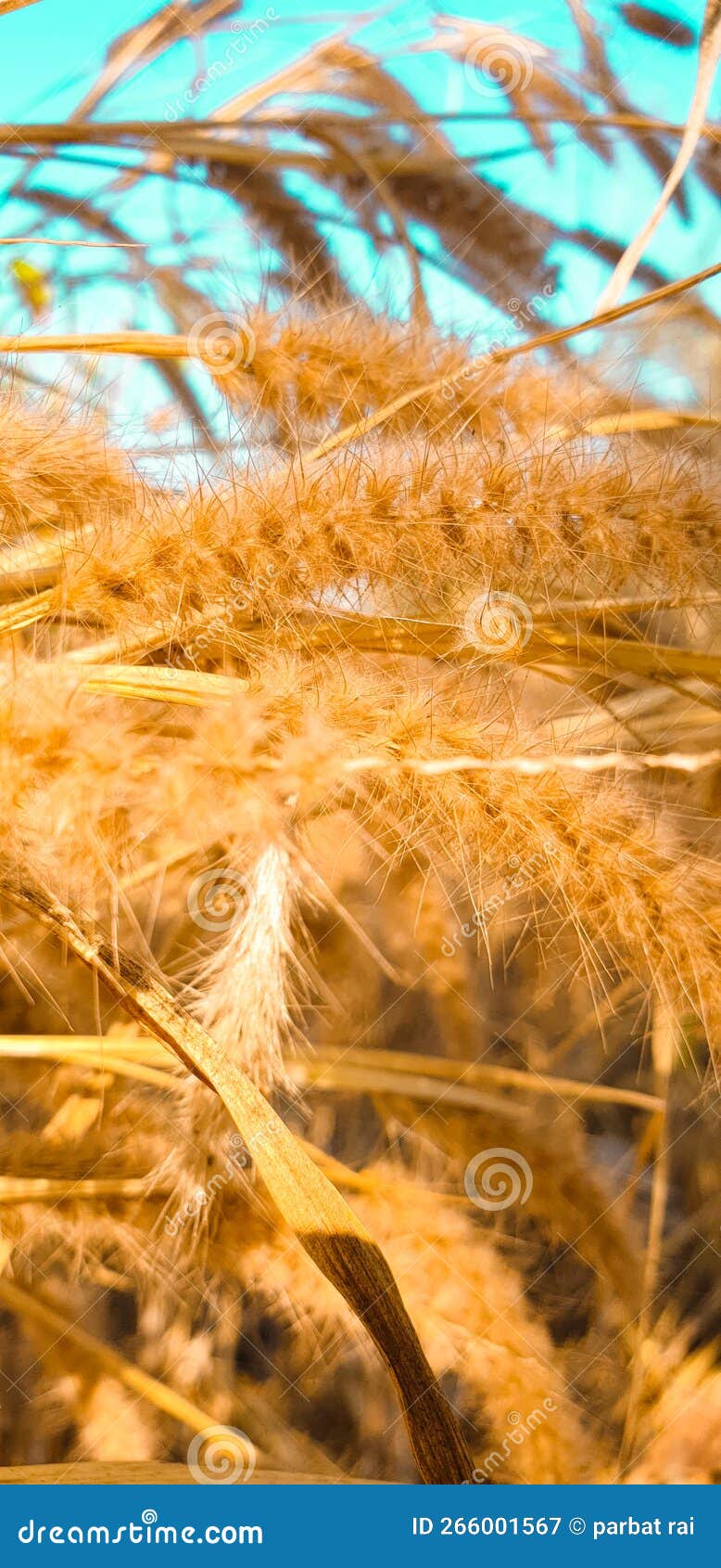 Grash pic stock image. Image of yellow, grash, forest - 266001567