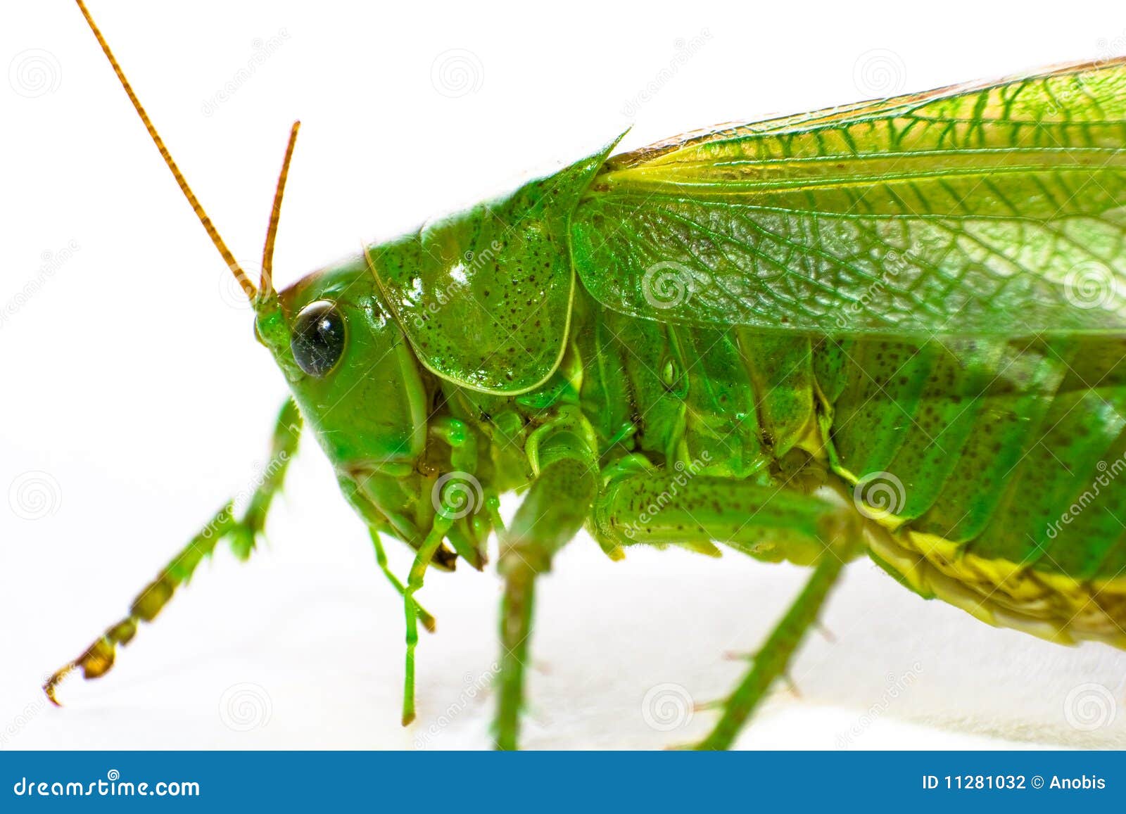 Grashopper stock photo. Image of closeup, antrey, grief - 11281032