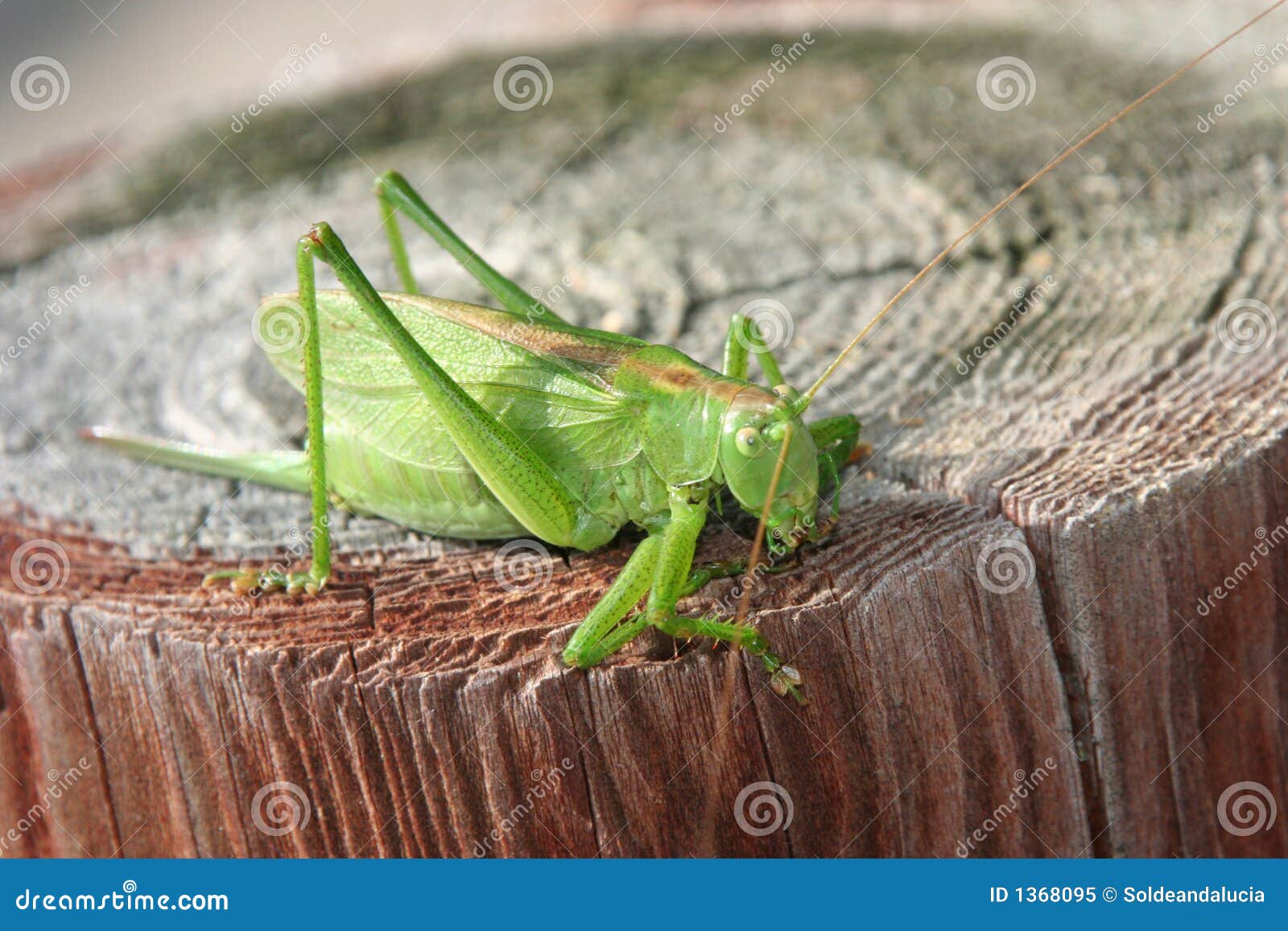 Grashopper stock image. Image of close, focus, horizontal - 1368095