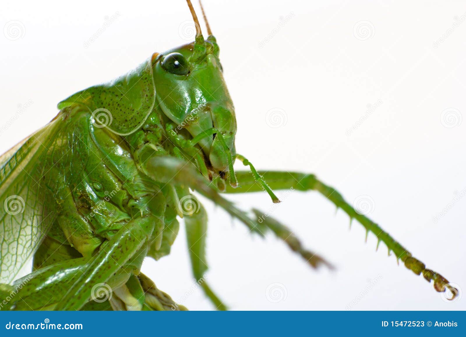 Grashopper stock image. Image of head, praying, legs - 15472523