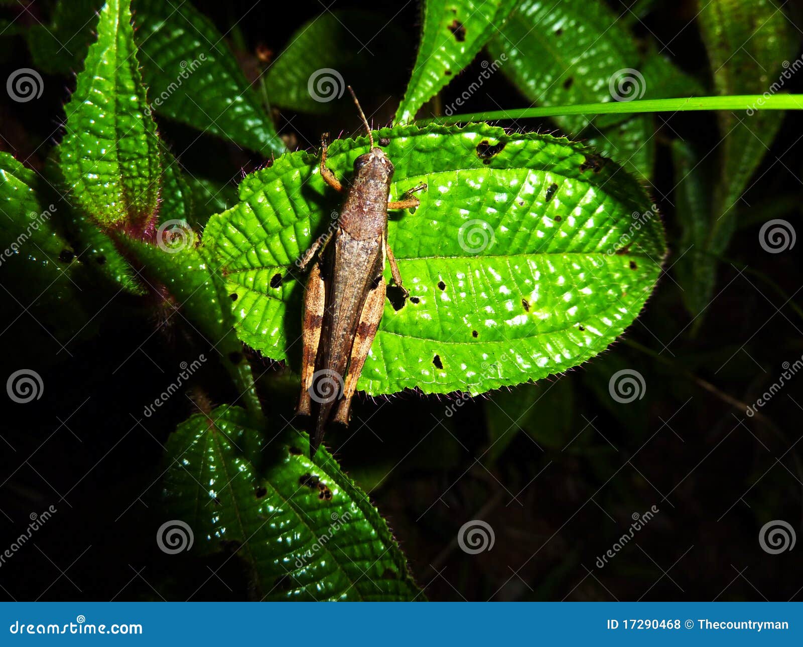 Grashopper stock photo. Image of grashopper, exotic, insect - 17290468