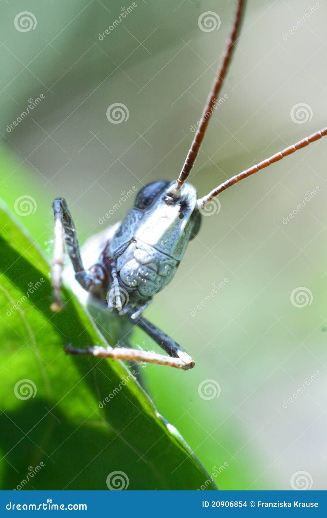 Grashopper On Leaf, Macro Photography Royalty-Free Stock Image ...