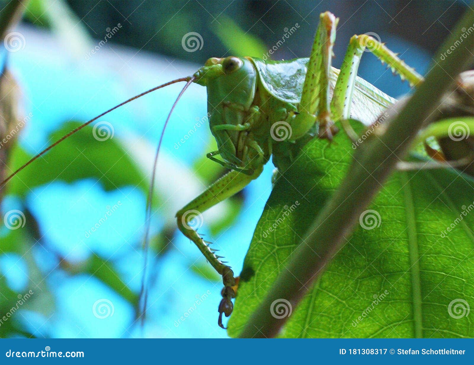 Grashopper On Leaf, Macro Photography Royalty-Free Stock Image ...