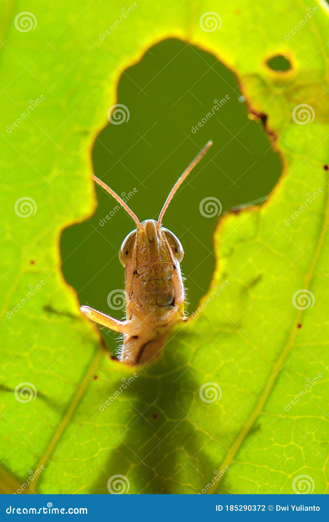 Grashopper on Leaf, Macro Photography Stock Photo - Image of grashopper ...