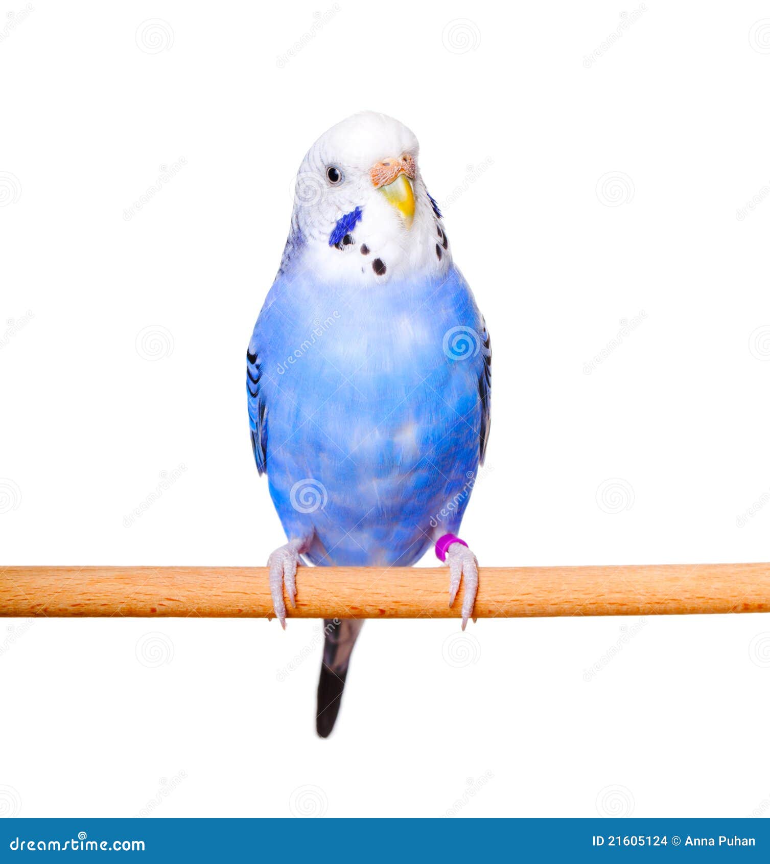 Grasparkiet stock foto. Image of leuk, bostel, persen - 21605124