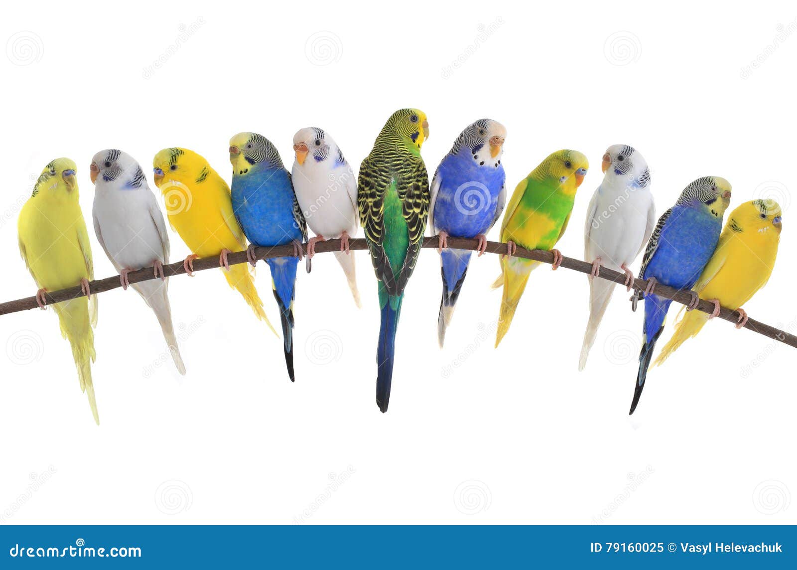 Grasparkieten Australische Parkieten Stock Afbeelding - Image of helder ...