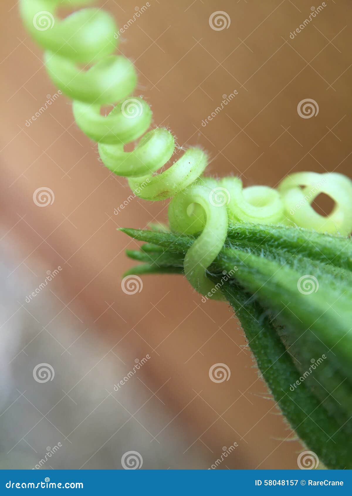 Grasping tendril stock image. Image of macro, holding - 58048157