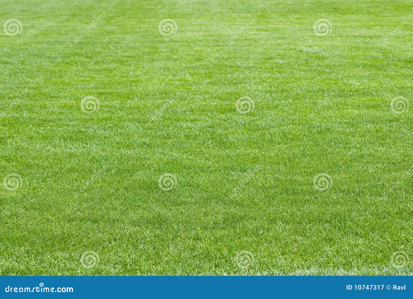 Grass stock image. Image of shine, grass, edge, piece - 10747317