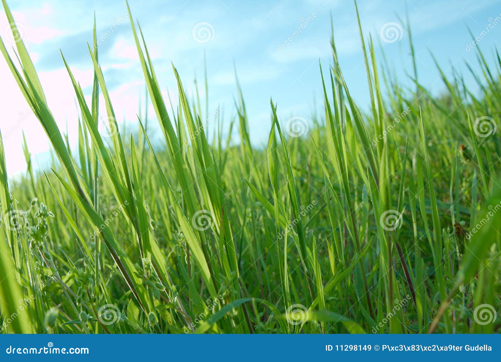 Grass stock image. Image of countryside, ground, close - 11298149