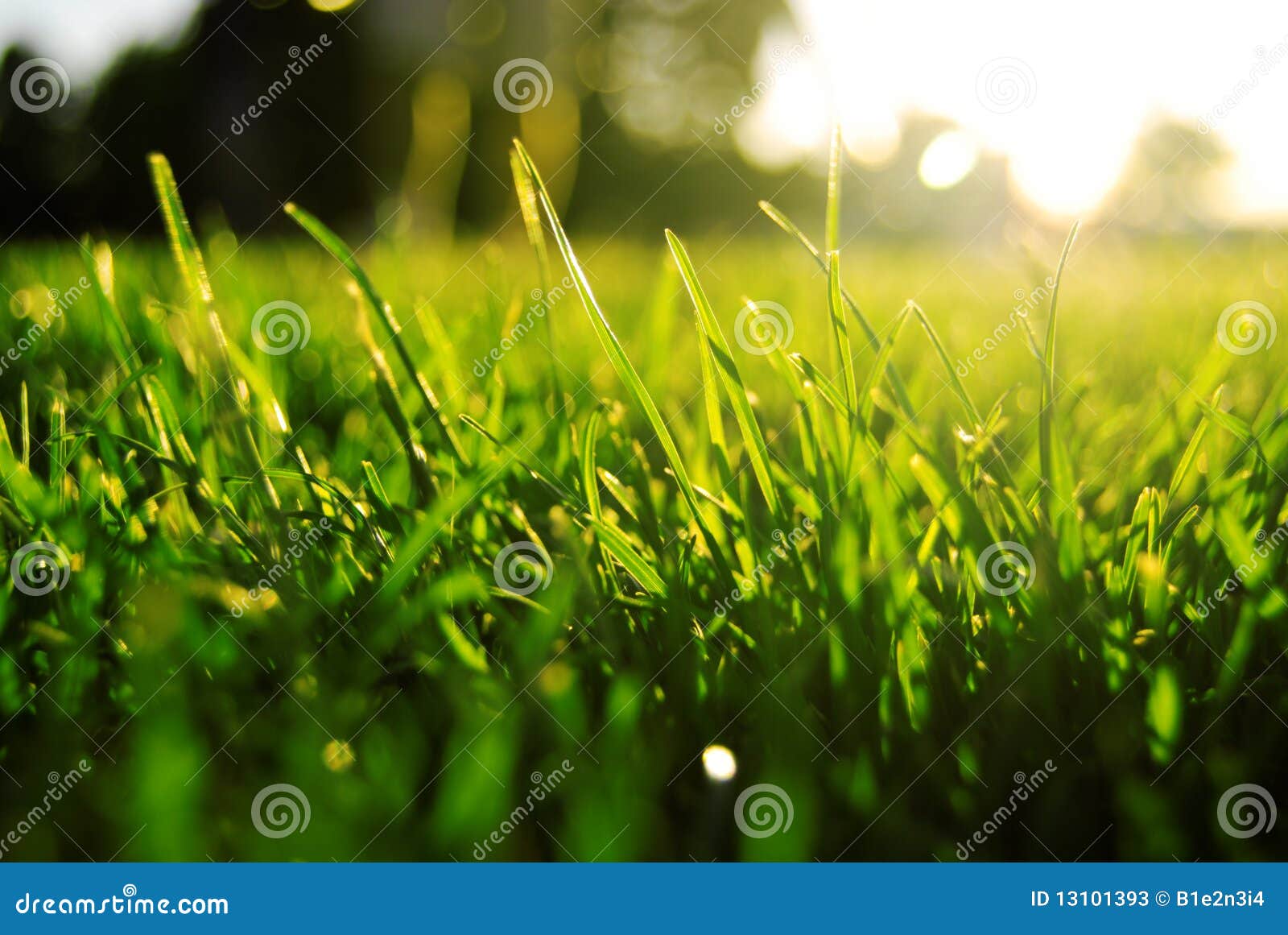 Grass stock image. Image of summer, close, isolated, season - 13101393