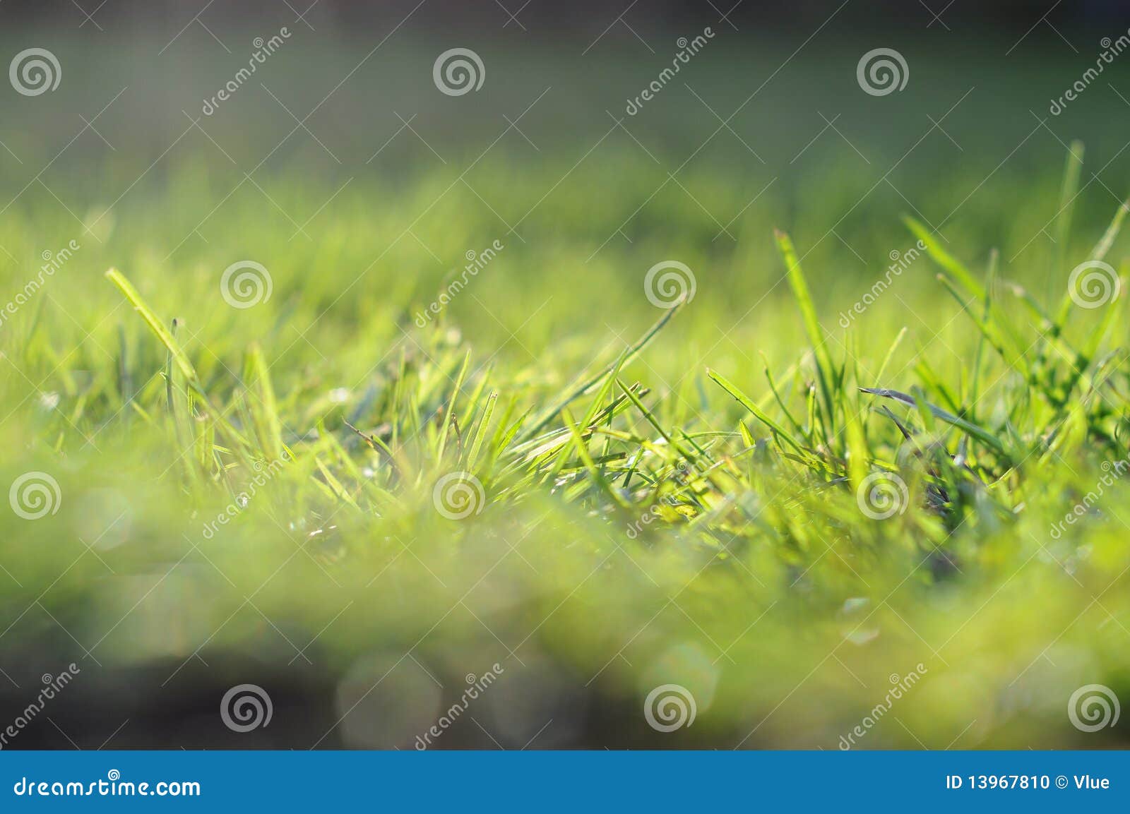 Grass stock photo. Image of nature, organic, grass, bread - 13967810