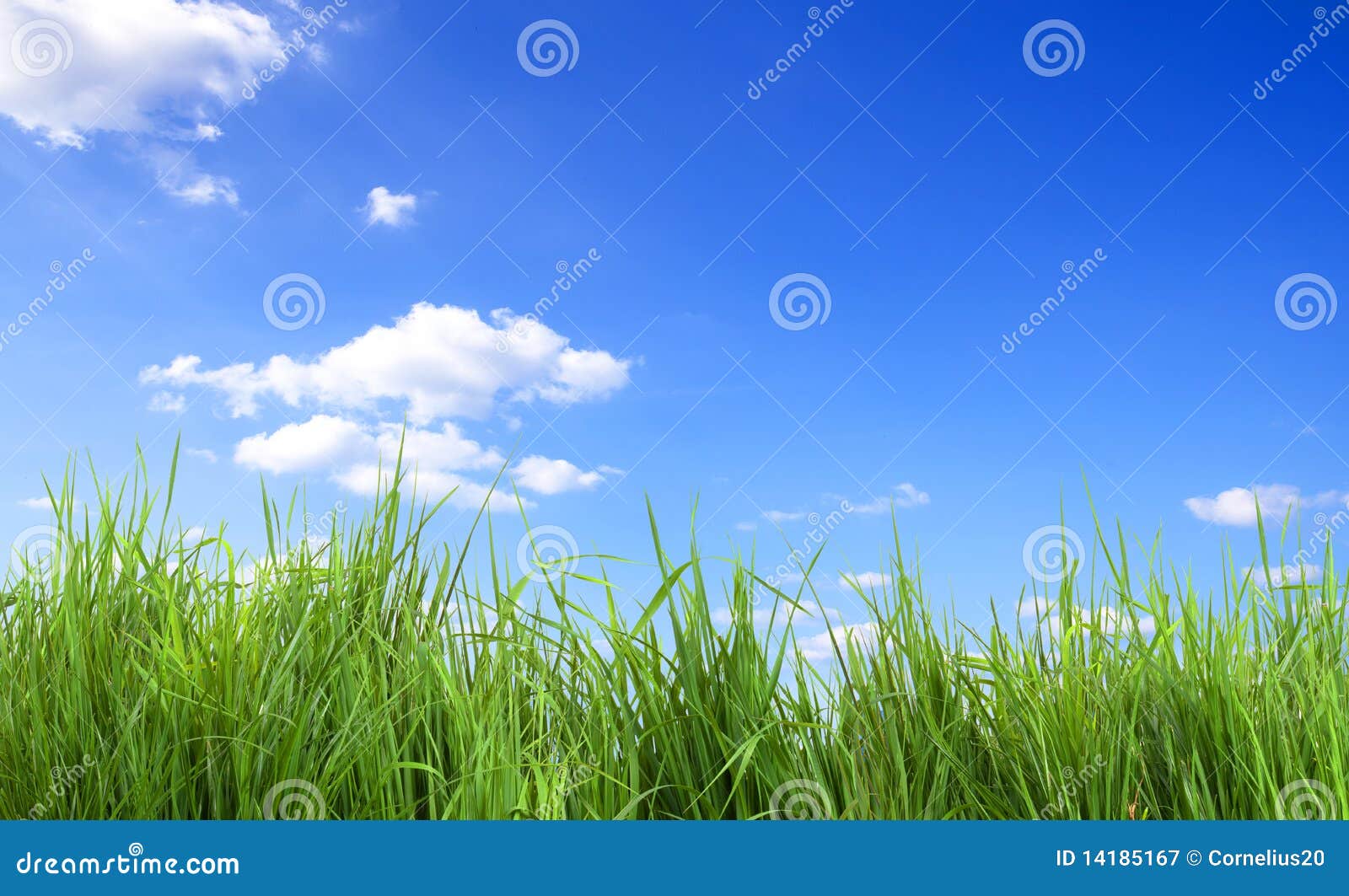Grass stock image. Image of foliage, clean, clear, land - 14185167