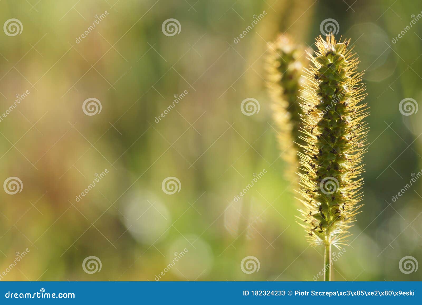 A Spike of Grass Illuminated from Behind in a Summer Meadow Stock Image ...
