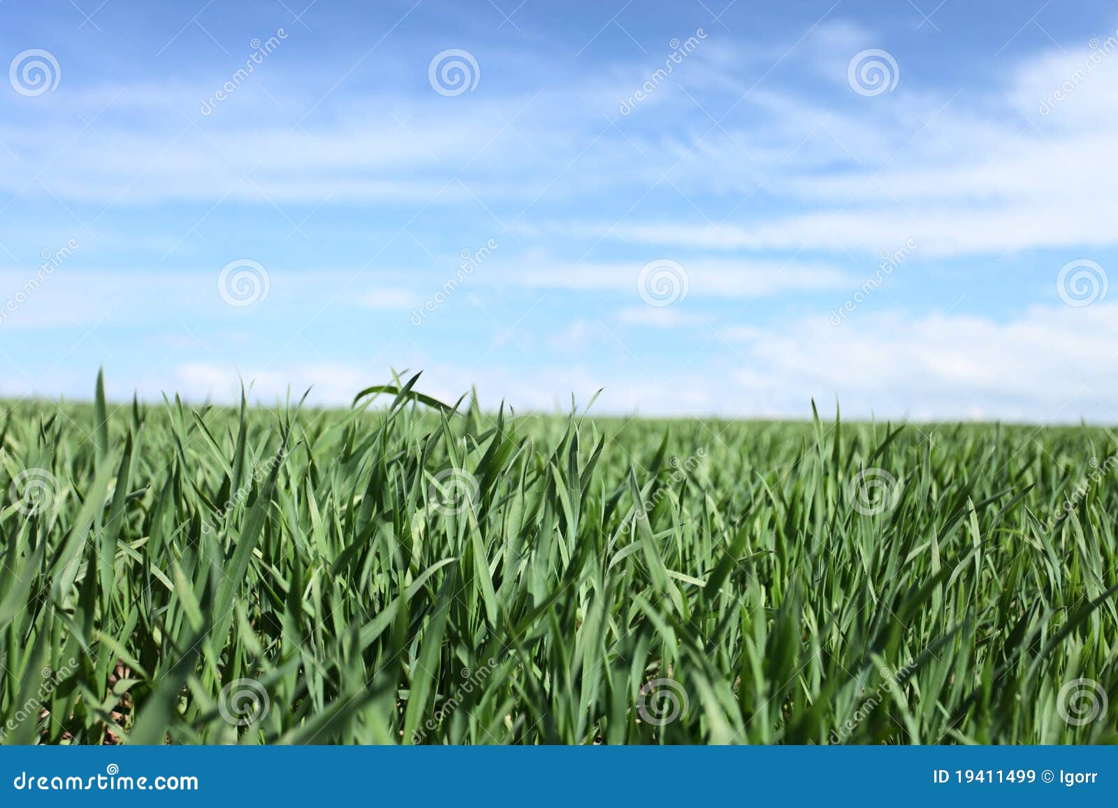 Grass stock image. Image of nature, country, clean, field - 19411499