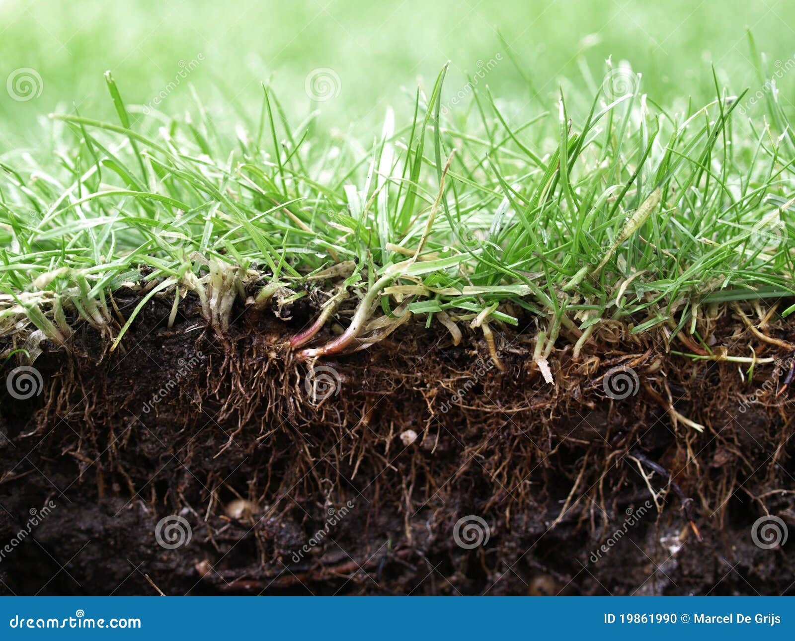 Grass stock photo. Image of growth, earth, green, natural - 19861990