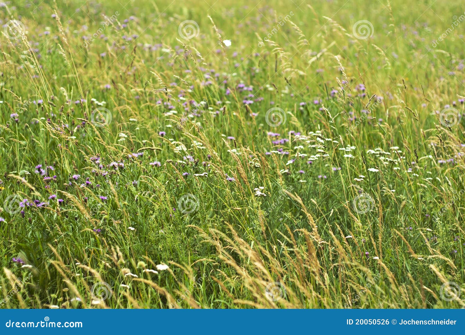 Grass stock photo. Image of nature, outside, natural - 20050526