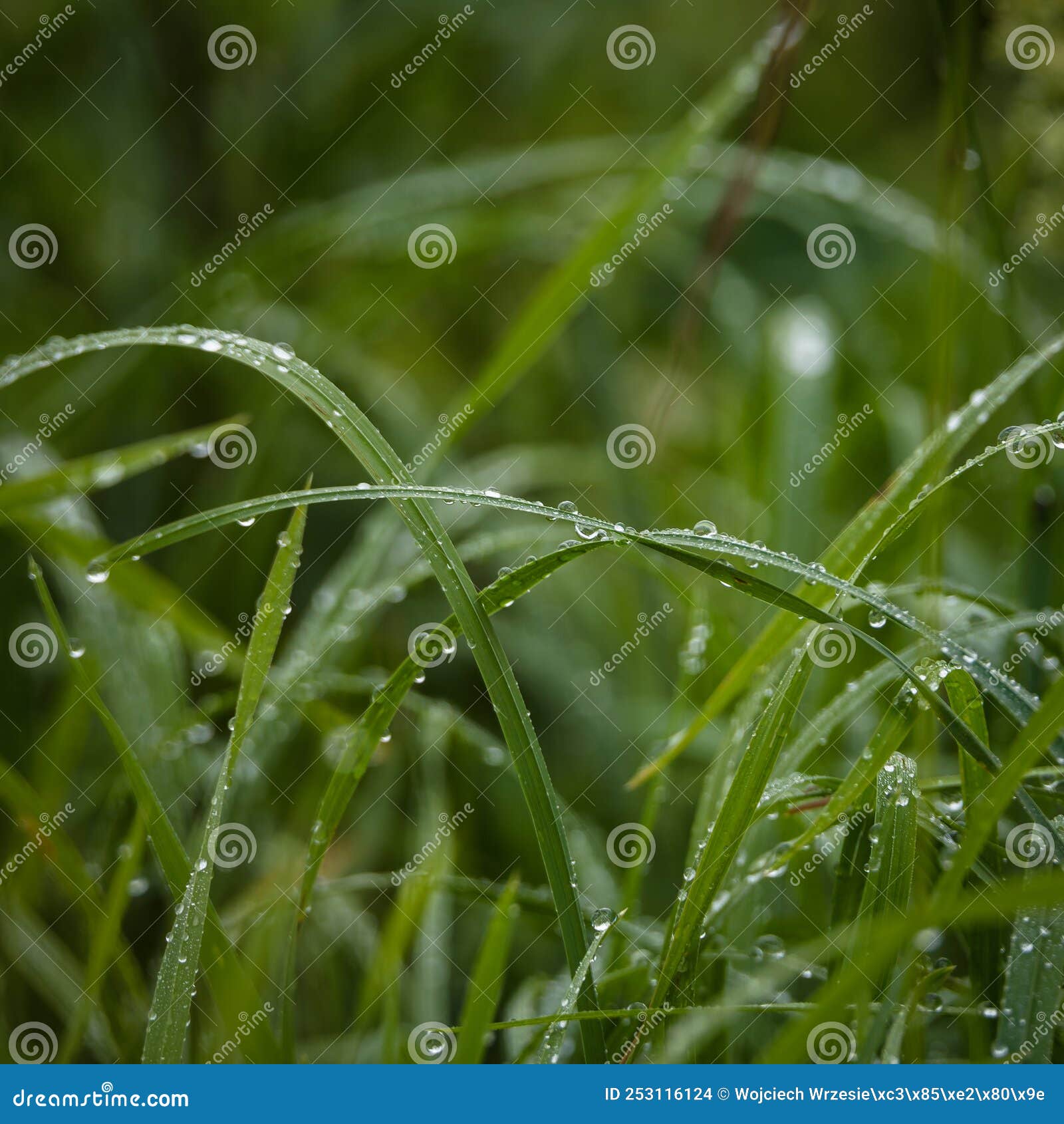 GRASS stock photo. Image of tangle, earth, green, farmland - 253116124