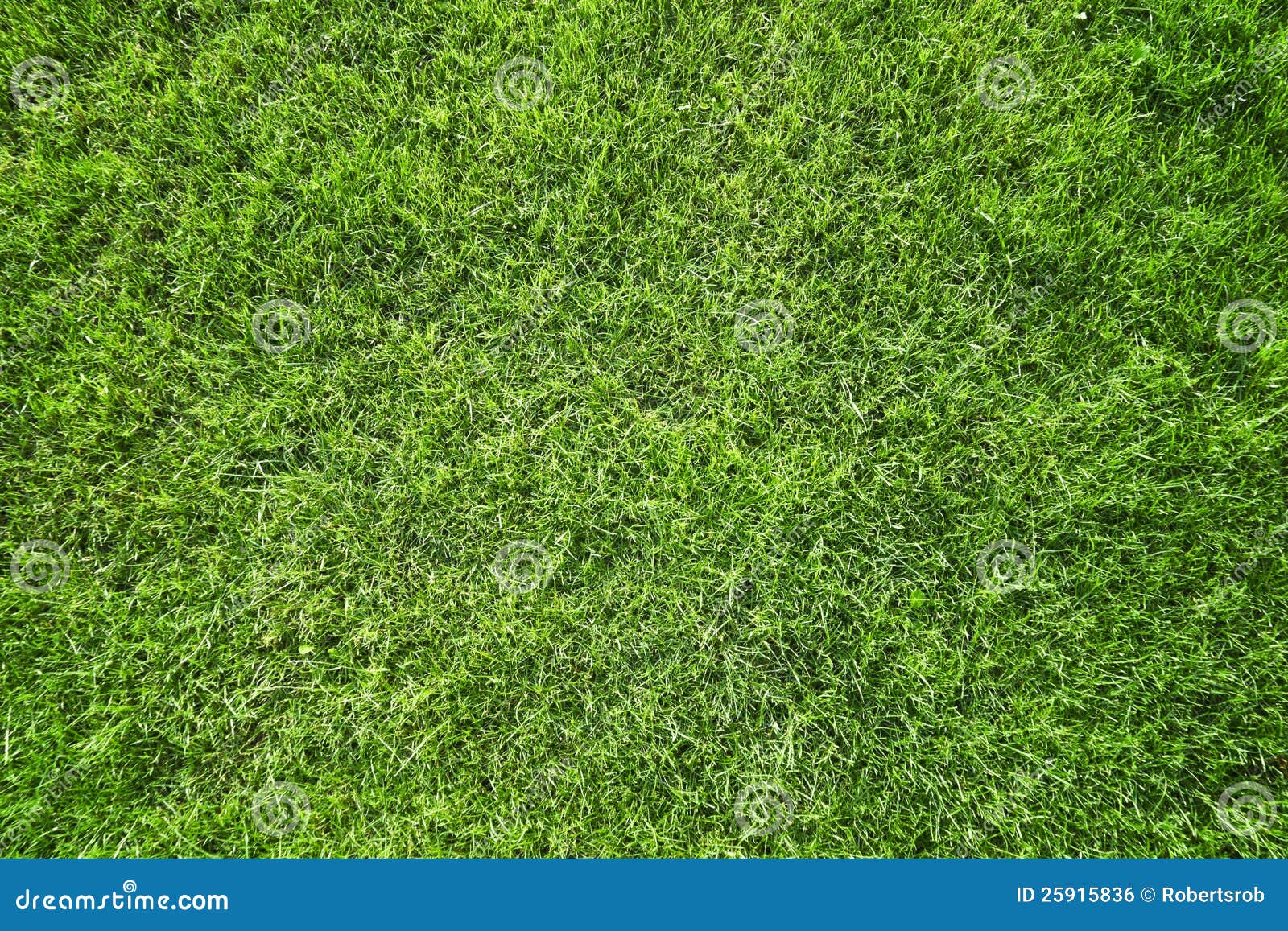 Grass stock photo. Image of playing, lawn, greens, horizontal - 25915836