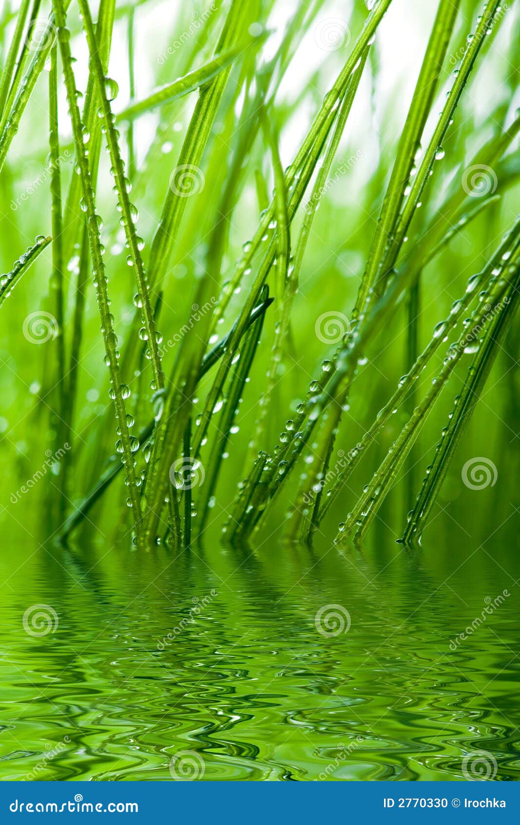 Grass stock photo. Image of area, lawn, back, front, condensation - 2770330