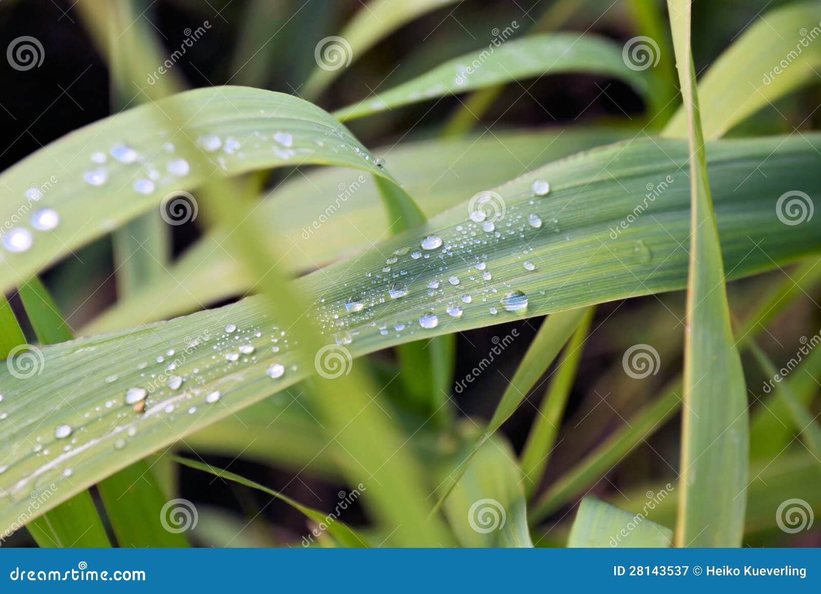 Grass stock image. Image of lawn, bead, humidity, grasses - 28143537