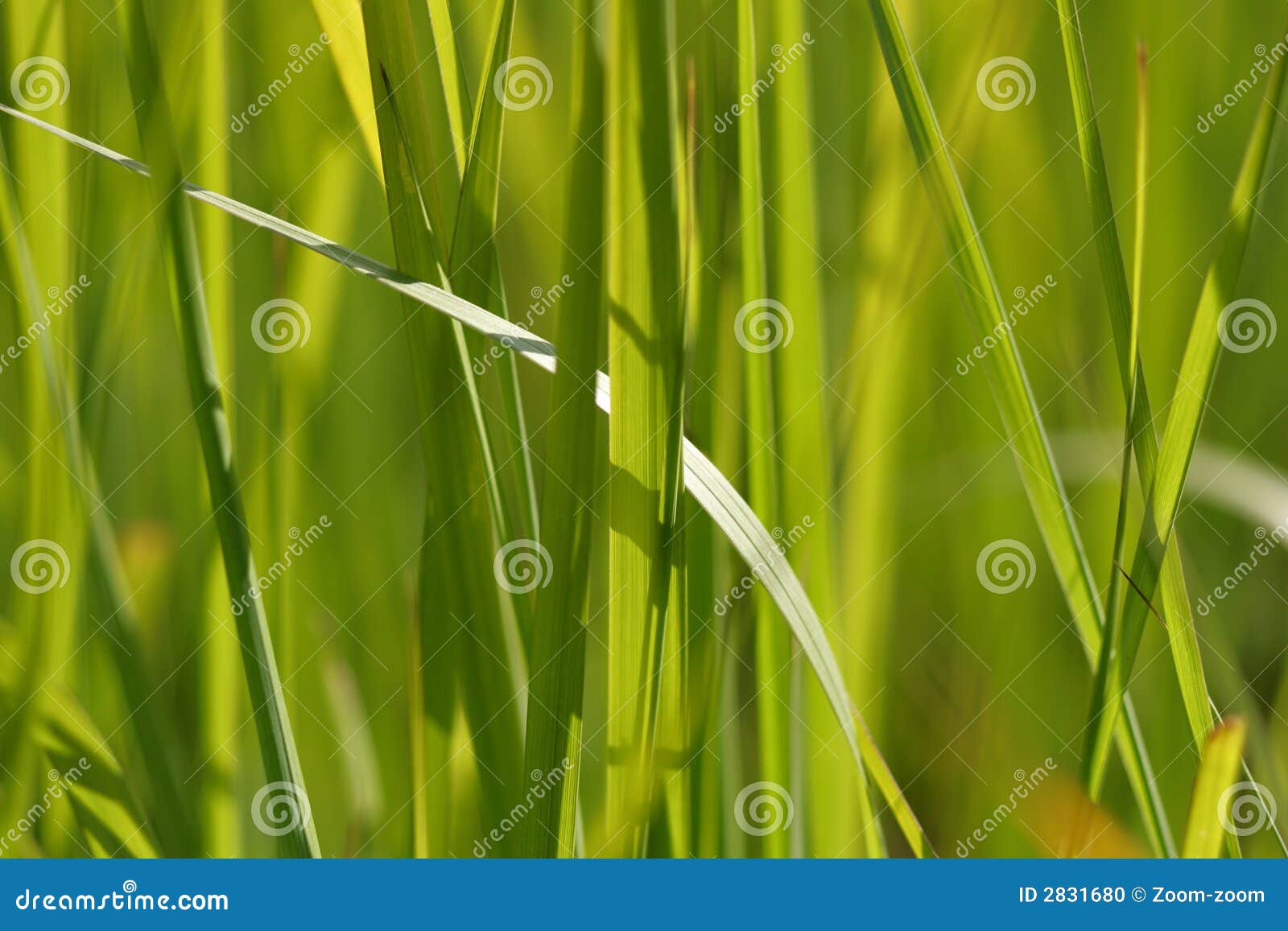 Grass stock photo. Image of meadow, garden, grass, environment - 2831680