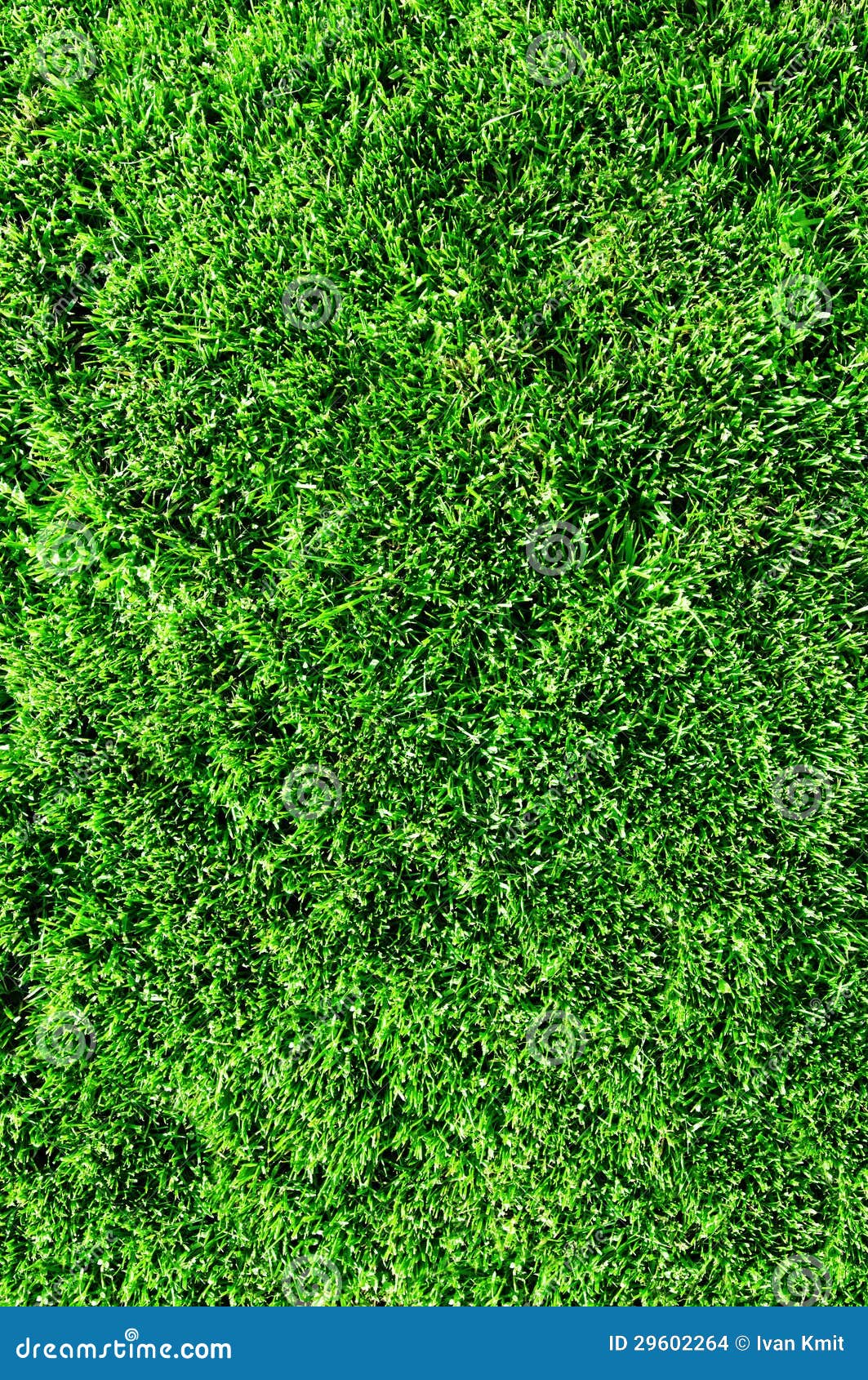 Grass stock photo. Image of leaf, short, lawn, macro - 29602264
