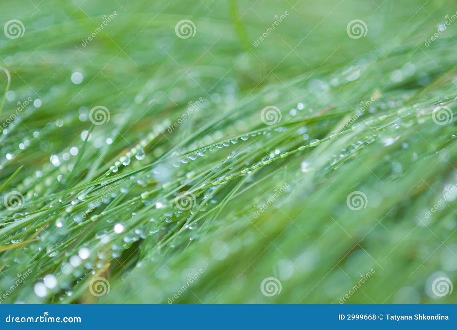 Grass stock photo. Image of herbage, lawn, pure, summer - 2999668