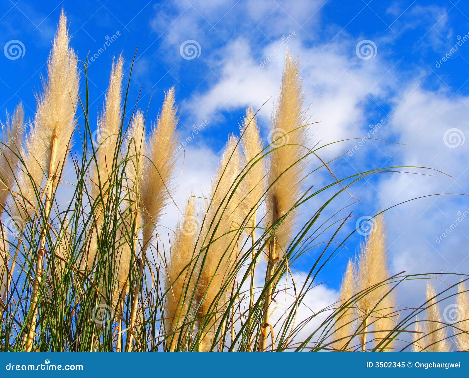 Grass stock image. Image of countryside, heaven, nature - 3502345