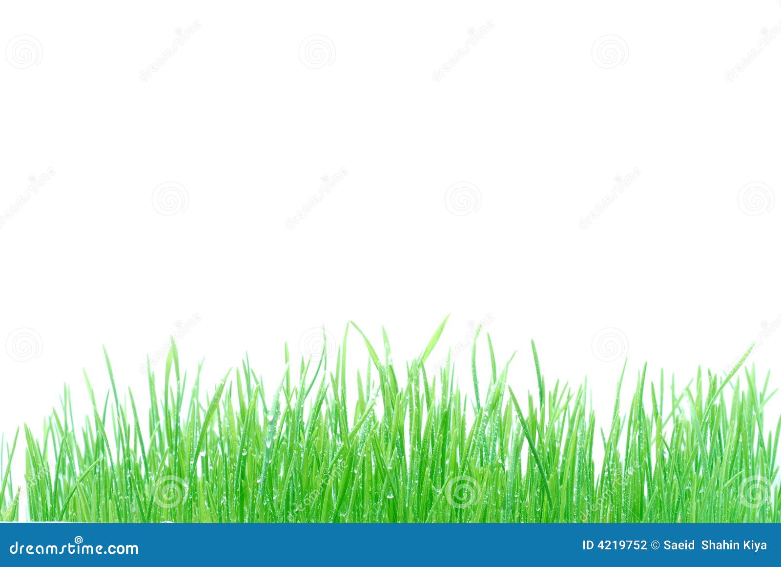 Grass stock photo. Image of cyan, spring, cereal, grain - 4219752