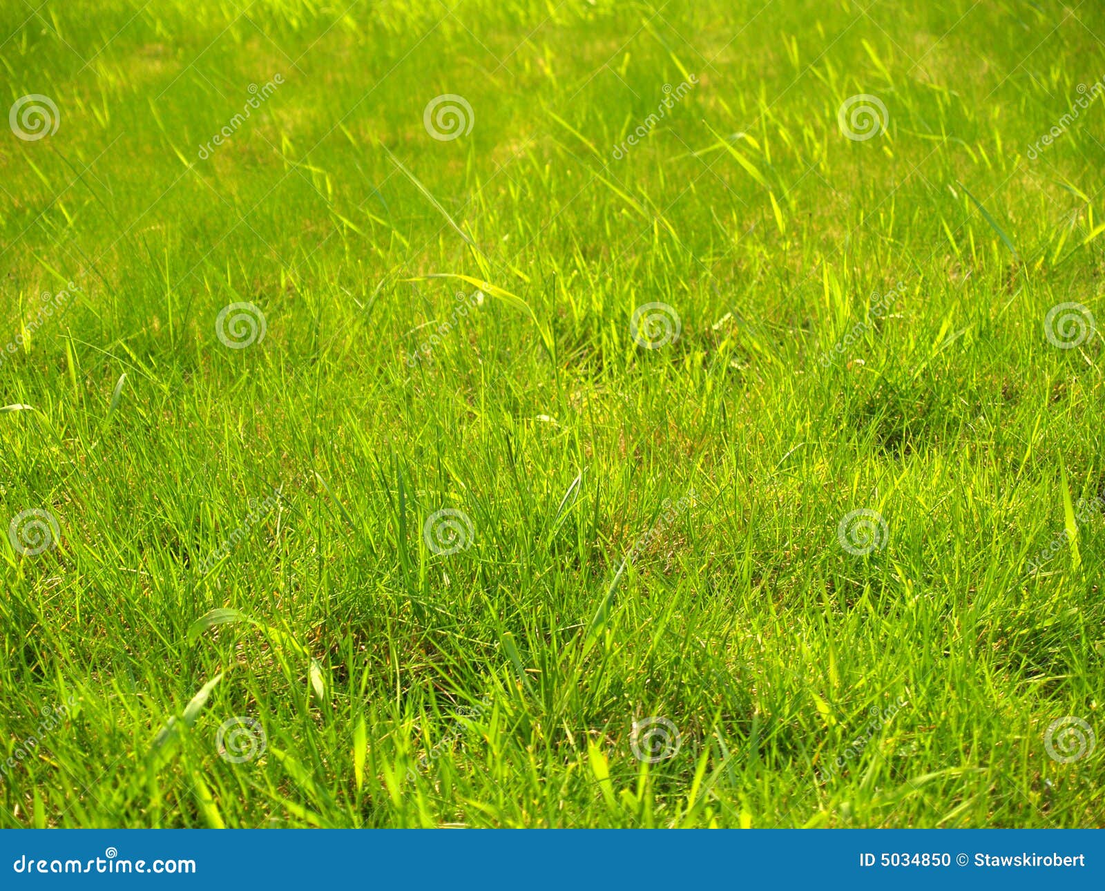 Grass stock photo. Image of colorful, beautiful, beauty - 5034850