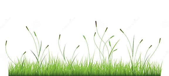 Grass stock vector. Illustration of tall, field, curved - 5065607