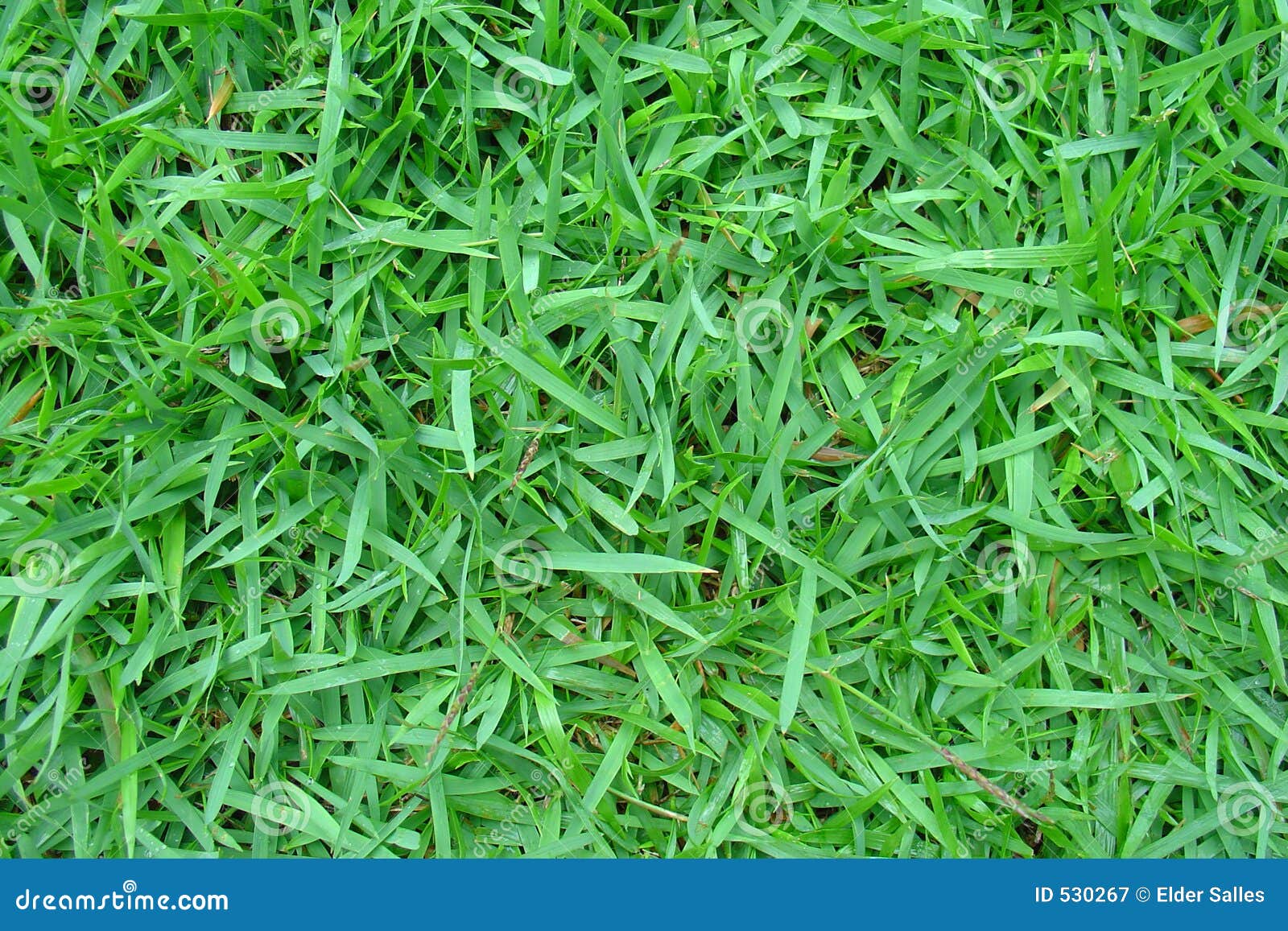 Grass stock image. Image of nature, plant, scenery, lawn - 530267