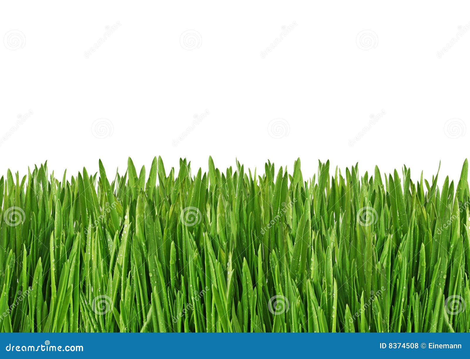 Grass stock photo. Image of planting, verdure, morning - 8374508