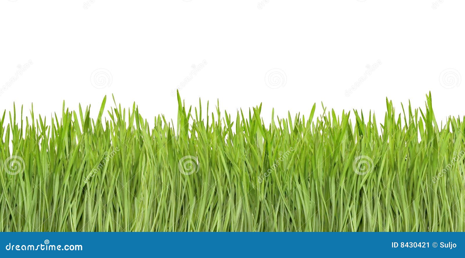 Grass stock image. Image of fresh, lawn, plain, grow, plant - 8430421