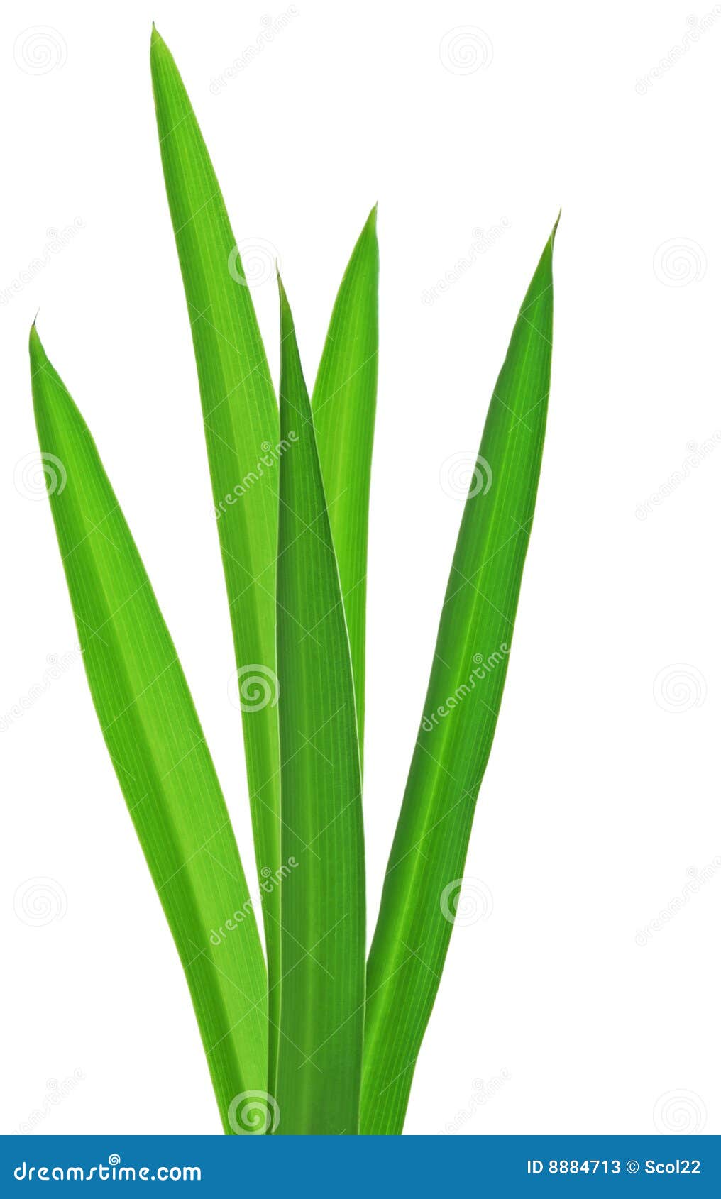 Grass stock image. Image of plant, leaf, leaves, closeup - 8884713