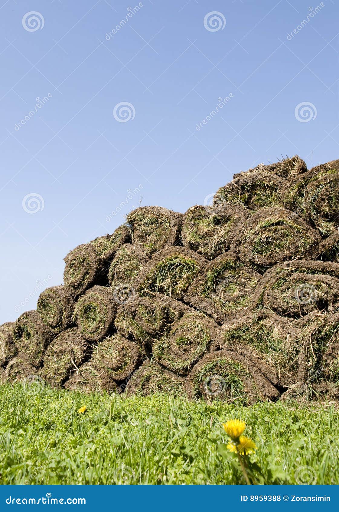 Grass stock photo. Image of ground, botanical, grow, growth - 8959388