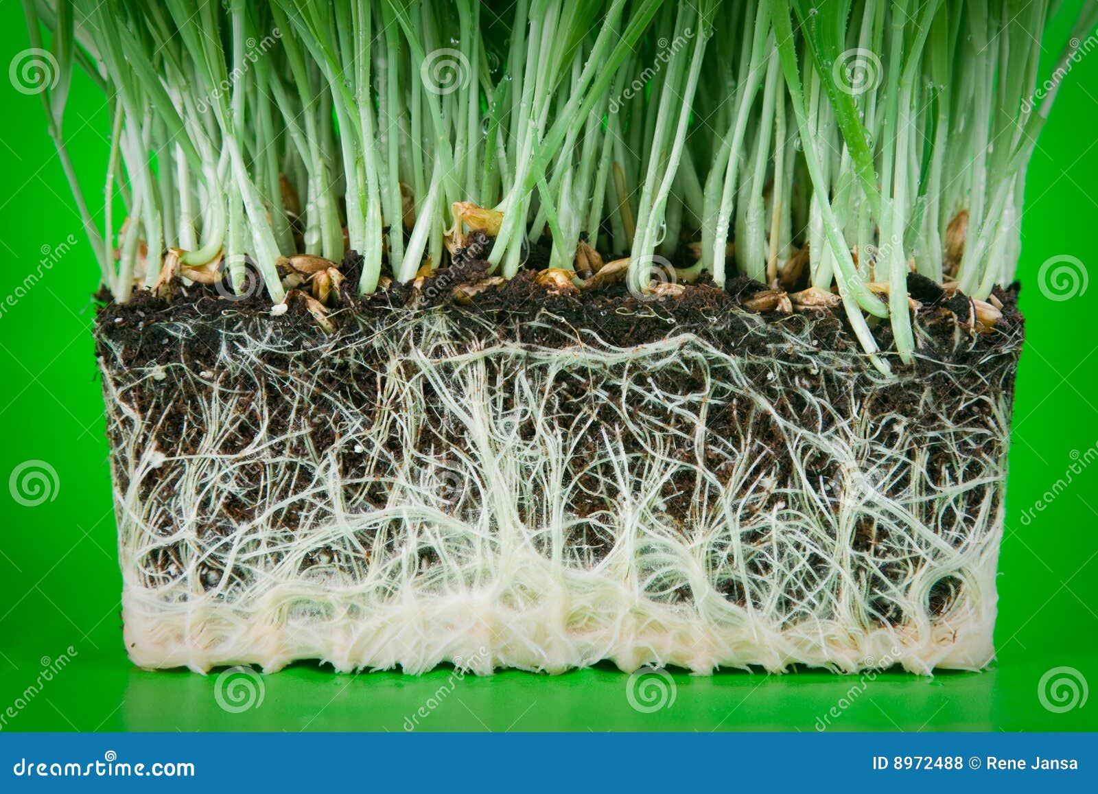 Grass stock photo. Image of grass, fresh, rooting, plant - 8972488