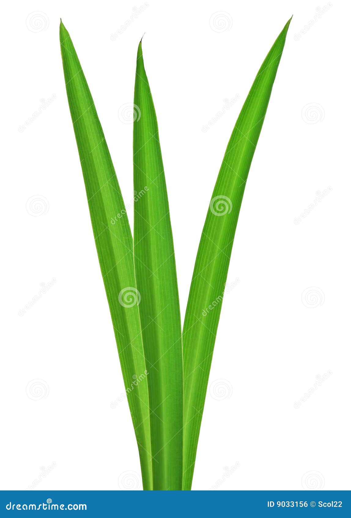 Grass stock photo. Image of isolated, botany, green, strands - 9033156