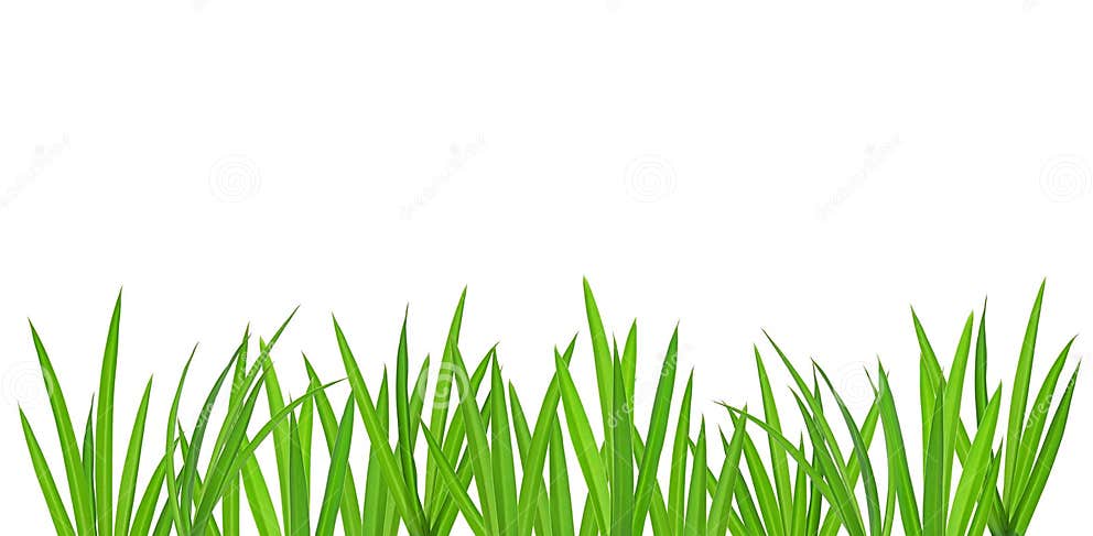 Grass stock image. Image of growth, border, studio, background - 9033299