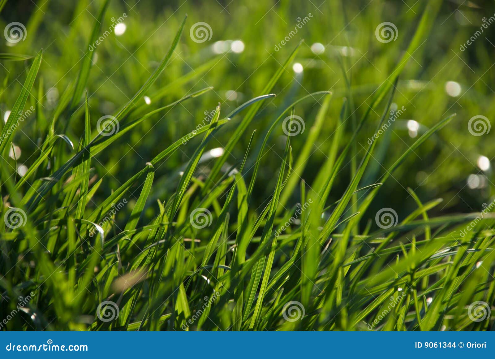 Grass stock photo. Image of condensation, closeup, green - 9061344