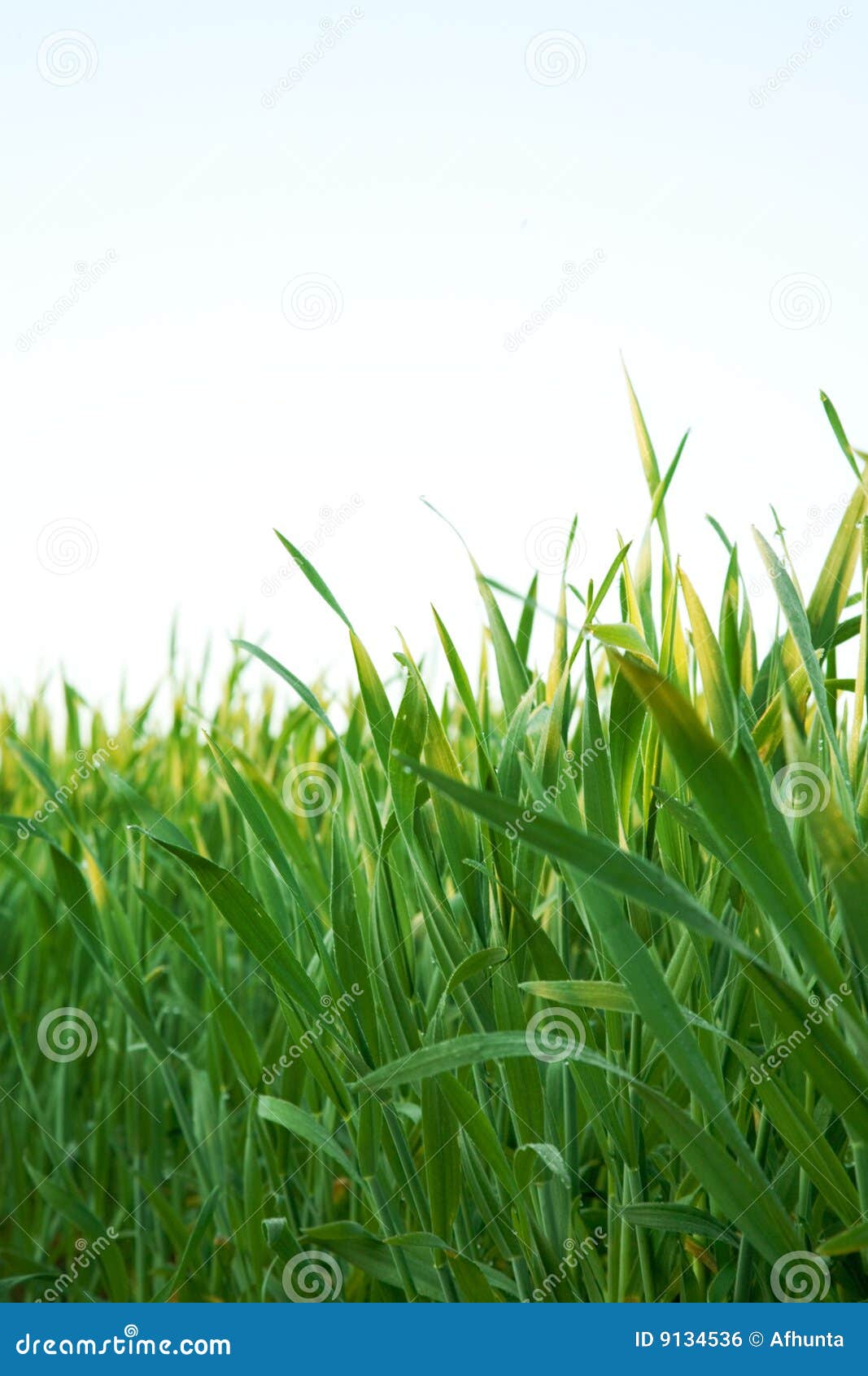 The grass stock photo. Image of white, spring, front, environmental ...